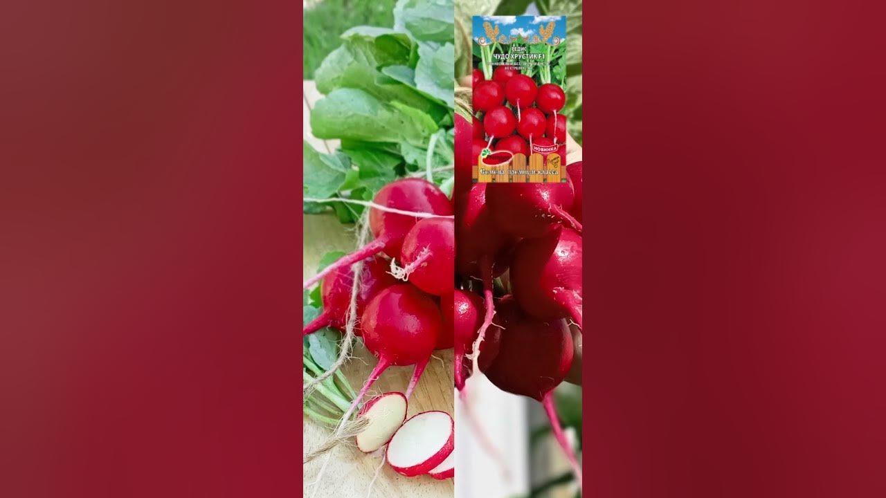 Редис Чудо Хрустик F1 #shorts #sorts - YouTube