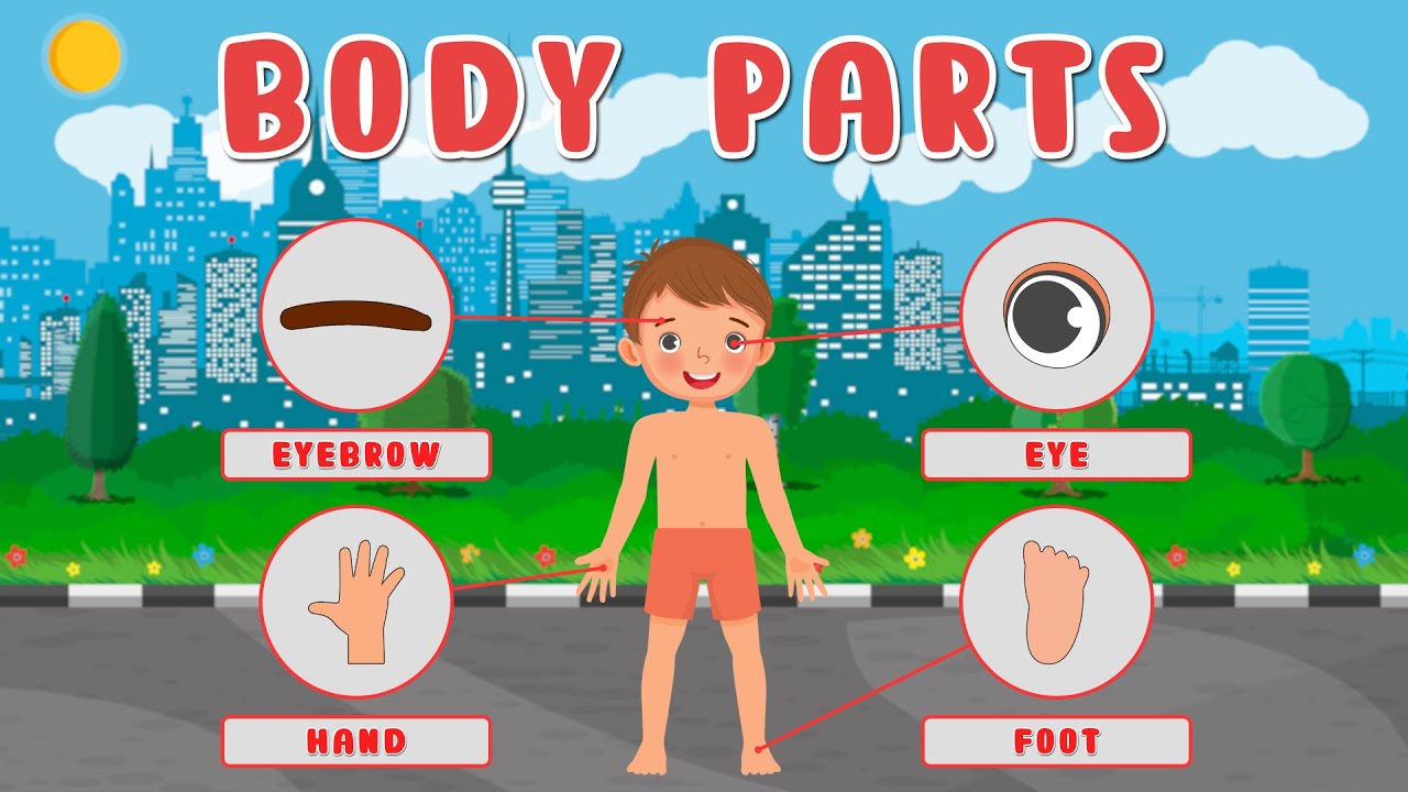 The Ultimate Body Parts Learning Guide - A Fun for Kids - YouTube