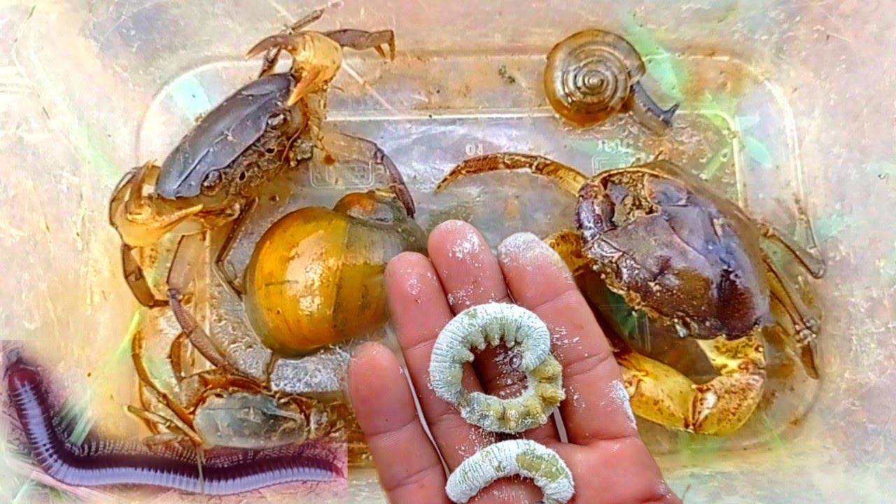 hunting millipedes, snails, berburu hewan, kepiting, ulat, belalang ...