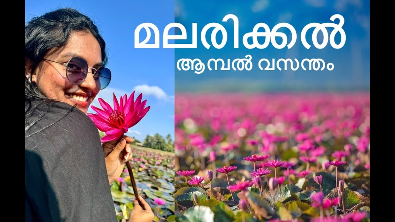 Exploring Kerala's Pink Lagoon: Malarikkal Water Lilies in Full Bloom 🌸 ...