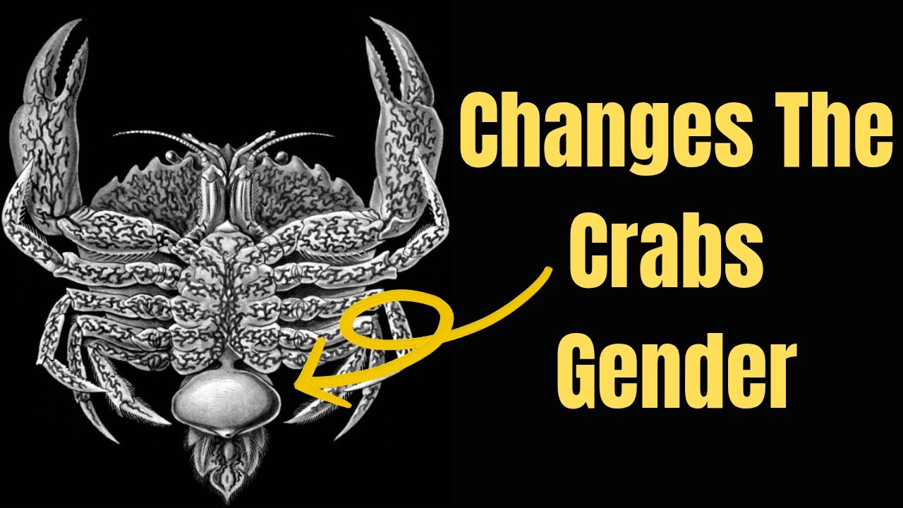 Sacculina। The Parasitic Castrator Of Crabs - YouTube
