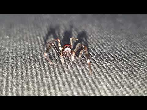 Australian Bronze Jumping Spider (Helpis Minitabunda) Male - YouTube