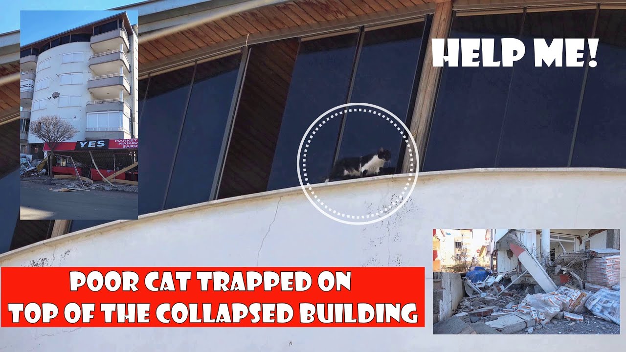 Trapped in the building damaged by the earthquake, the cat has been ...