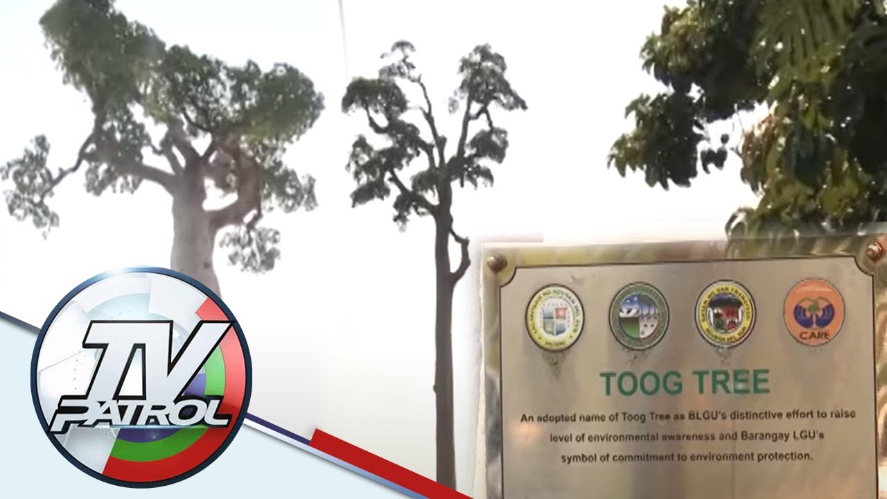 Residents petition to save 300 year old Toog Tree | TV Patrol North ...