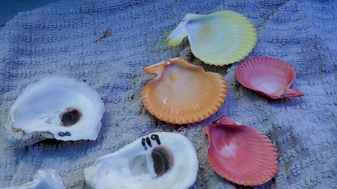 Clam Care at Pacific East Aquaculture - YouTube