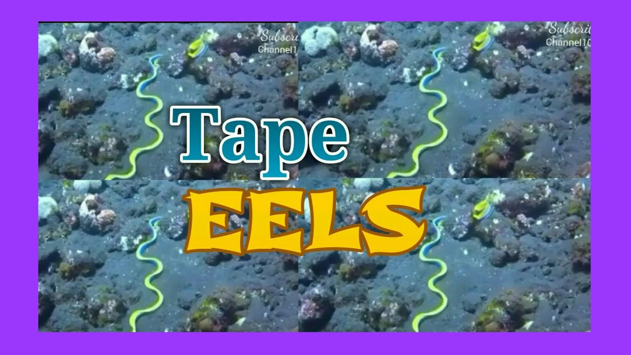 Snakes + Small Fish + Tape-Eels with Effects - YouTube