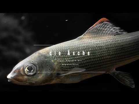 die Äsche - einst Königin der Alpenflüsse