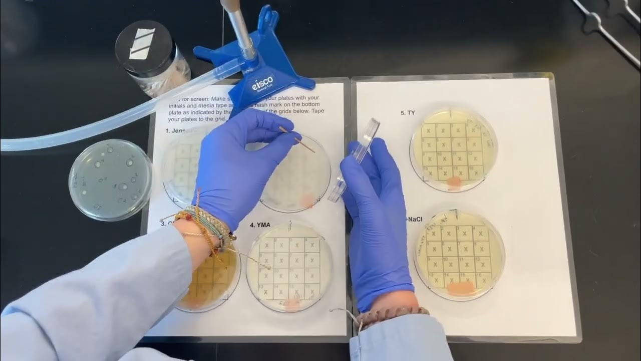Testing environmental bacteria for biochemical properties - YouTube