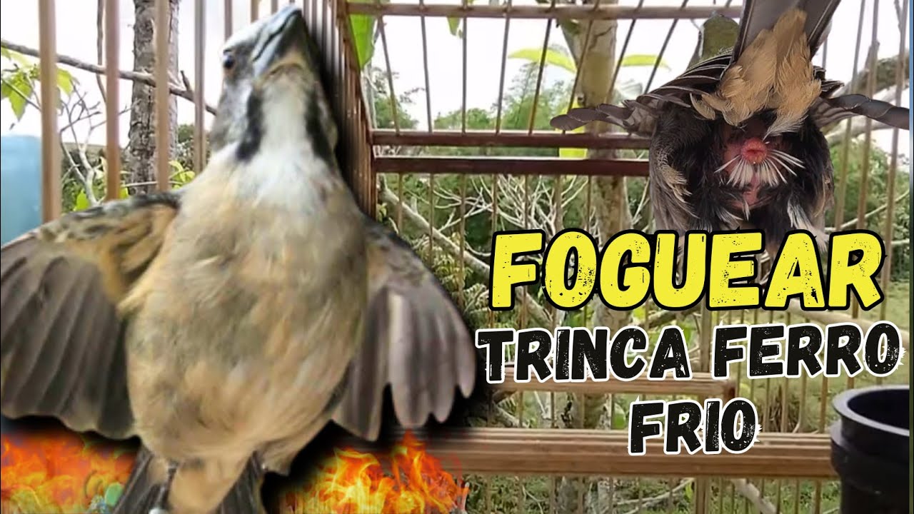 ESQUENTE SEU TRINCA FERRO MELHOR ESQUENTAR TRINCA FERRO frio TRINCA ...