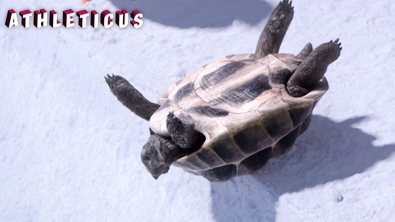 BACKFLIP 🐢 ATHLETICUS | Cartoon in English - YouTube