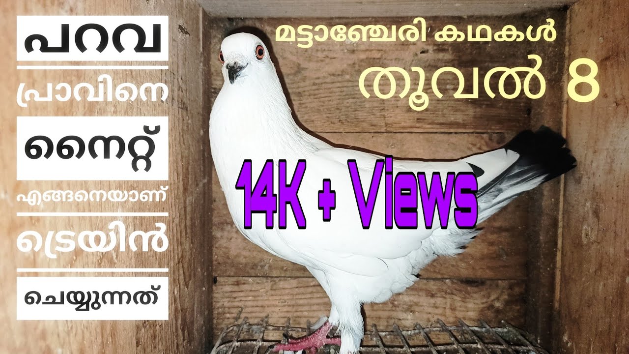 HOW TO TRAIN A PARAVA PIGEON DURING NIGHT| പറവ പ്രാവിനെ രാത്രിയി ...