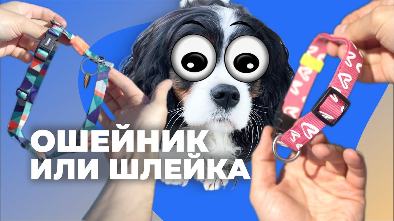 ЛУЧШАЯ АМУНИЦИЯ ДЛЯ ТВОЕЙ СОБАКИ 🐕 Что лучше для щенка, ошейник или ...