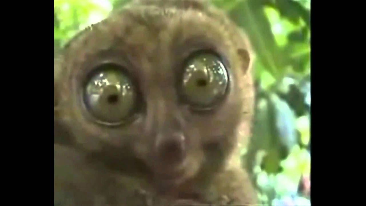 OMG cat and lemur.wmv - YouTube