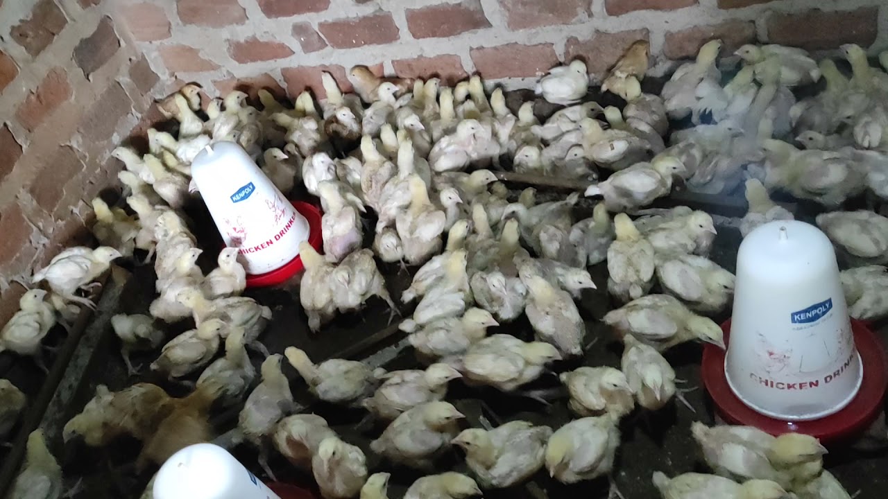 Utilize your small space to rear broilers. - YouTube