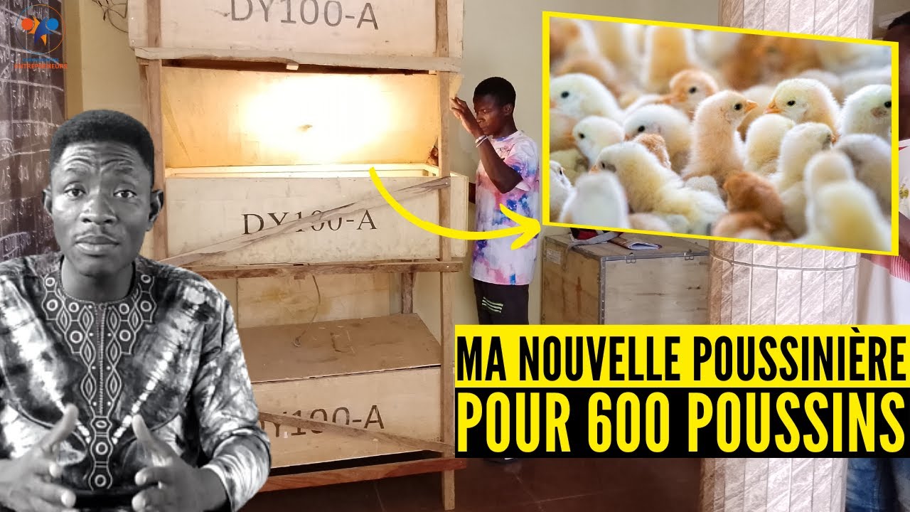600 poussins DANS MA NOUVELLE poussinière à étage (élevage de poulet ...