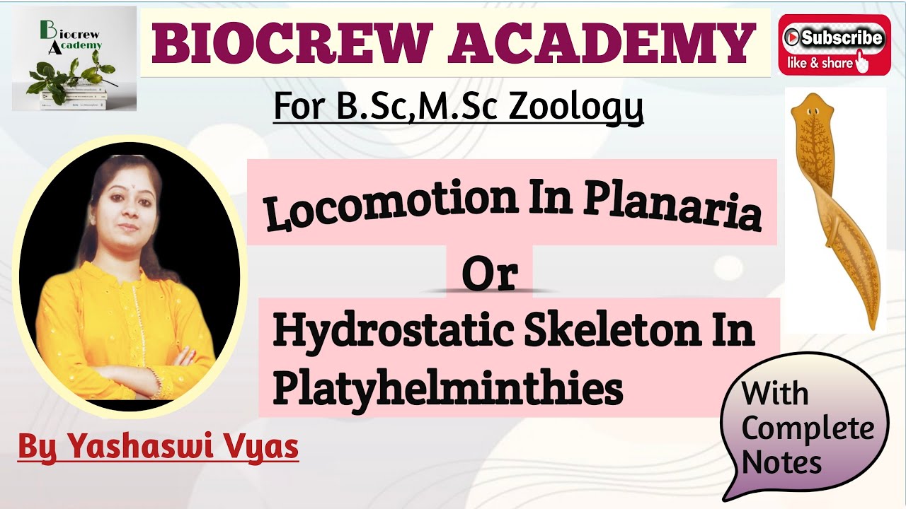 #Bsc#MscZoology।।Locomotion In Planaria।।Hydrostatic Movement In ...