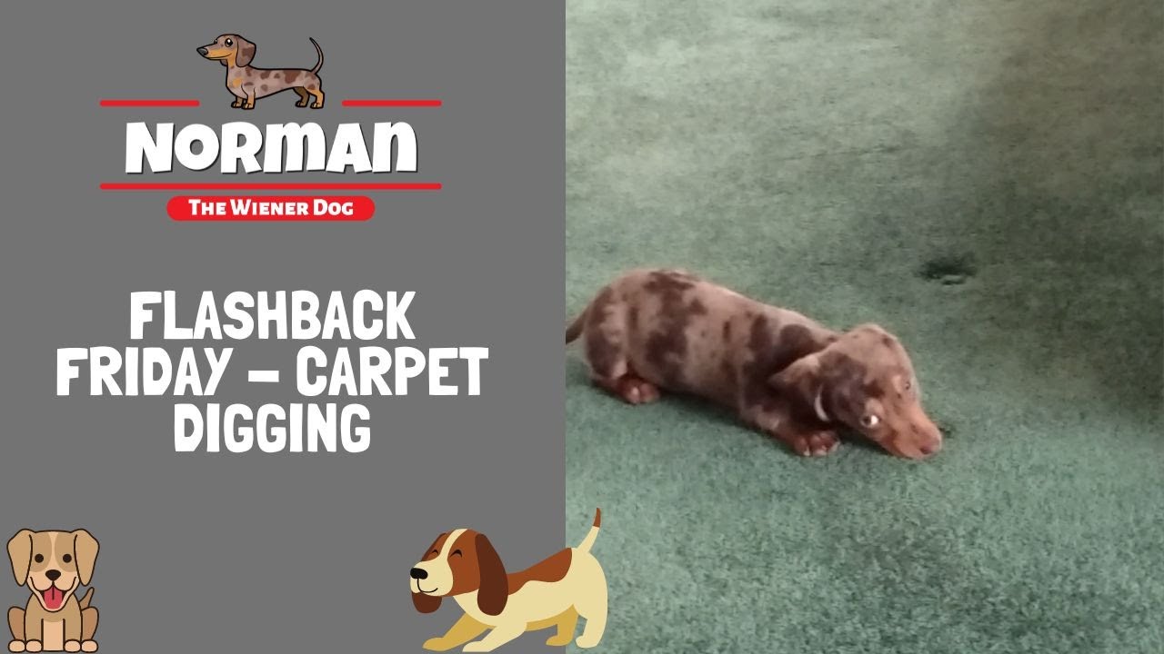 Flashback Friday - Carpet Digging 🐾 - YouTube
