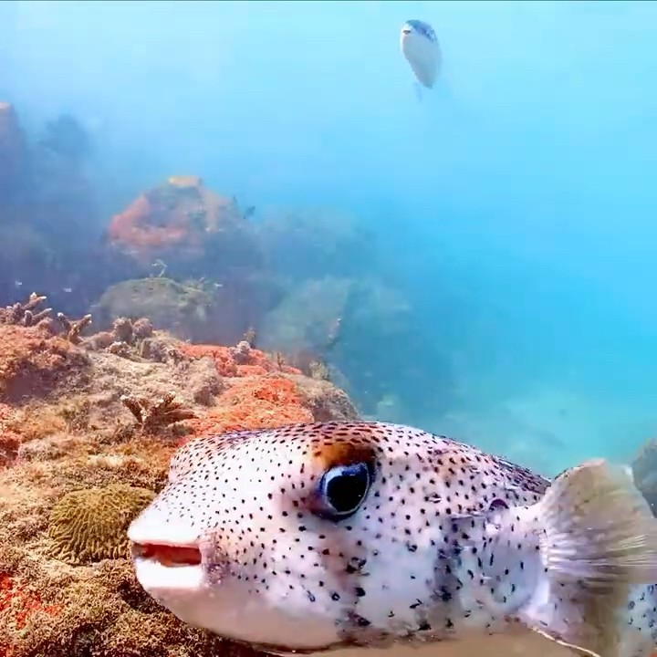 Coral City Camera | Porcupine Pufferfish Side-Eye | 12.8.24 - YouTube