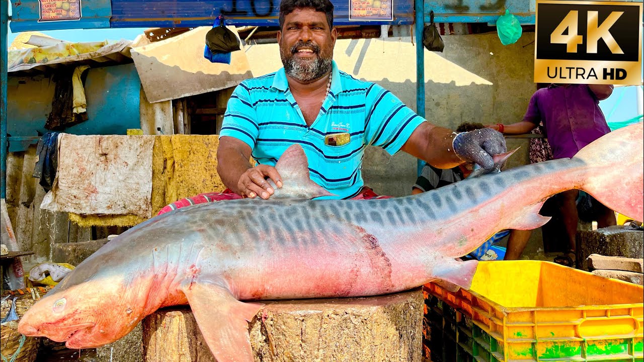 Shark fish cutting video Fishcuttingrs #fishcuttingrs #kasimedu #fish ...