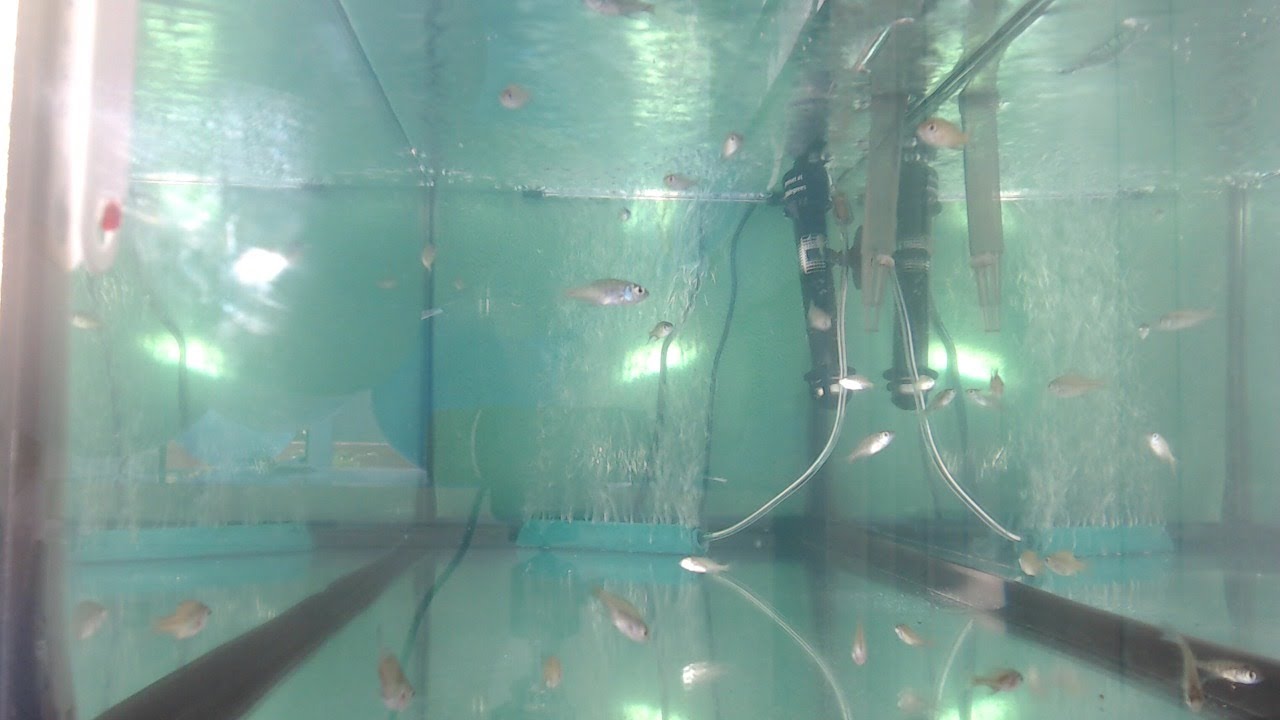 Sunfish Program Aquarium 1 - YouTube