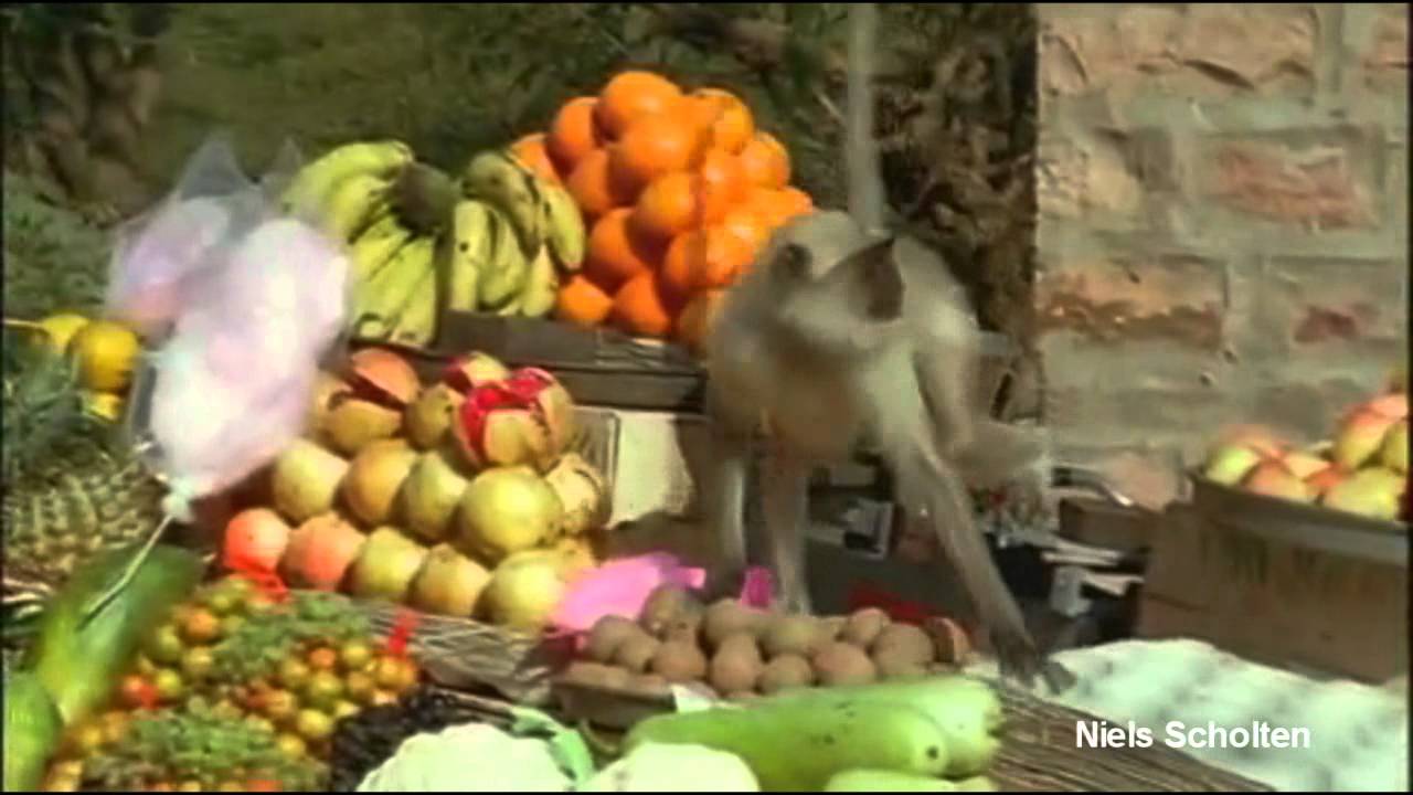 Animal fortress 2 Team Red in the city - Tf2 dub - YouTube