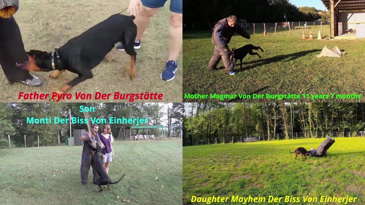 Doberman genetics: Mother / Father / Son / Daughter - YouTube