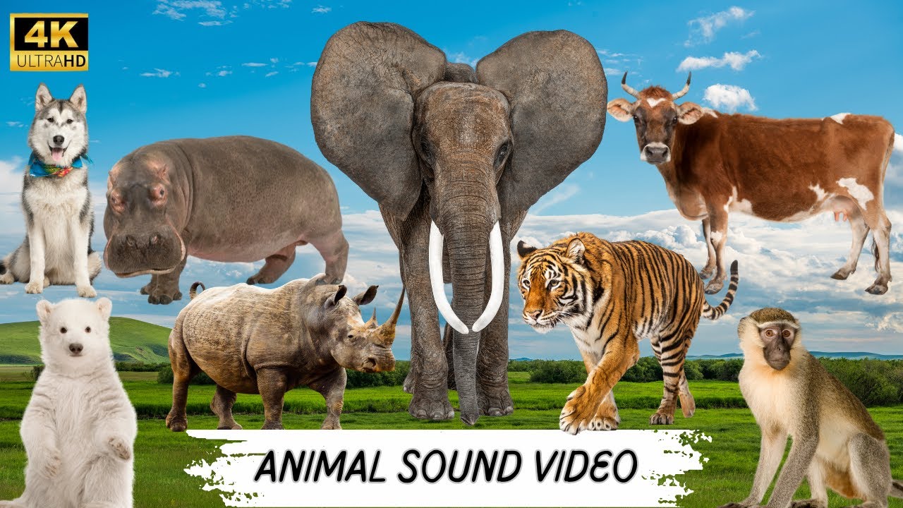 Animal Sound Videos Live Stream | dog sound , cow , tiger, animal sound ...