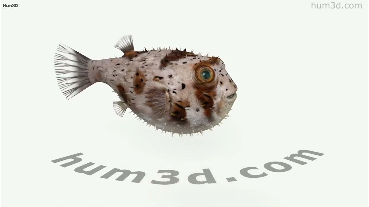 Pufferfish 3D model by 3DModels.org - YouTube
