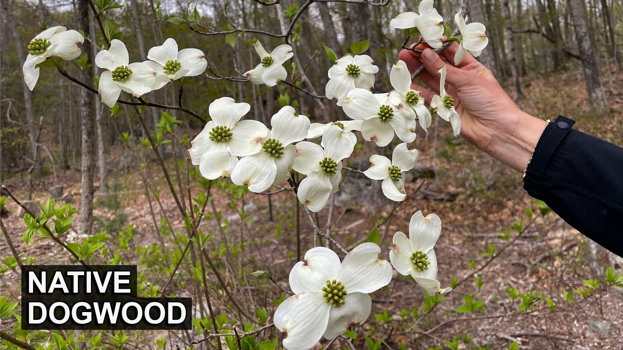 Native Dogwood (Cornus florida) | A Tree for Year-Round Yard Interest ...