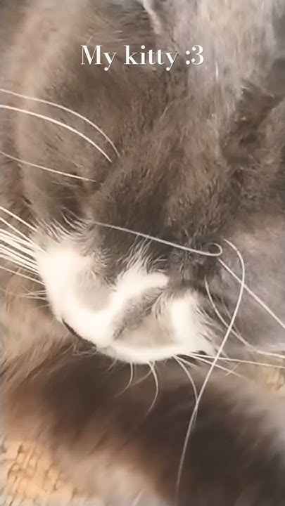 #cat :3 - YouTube