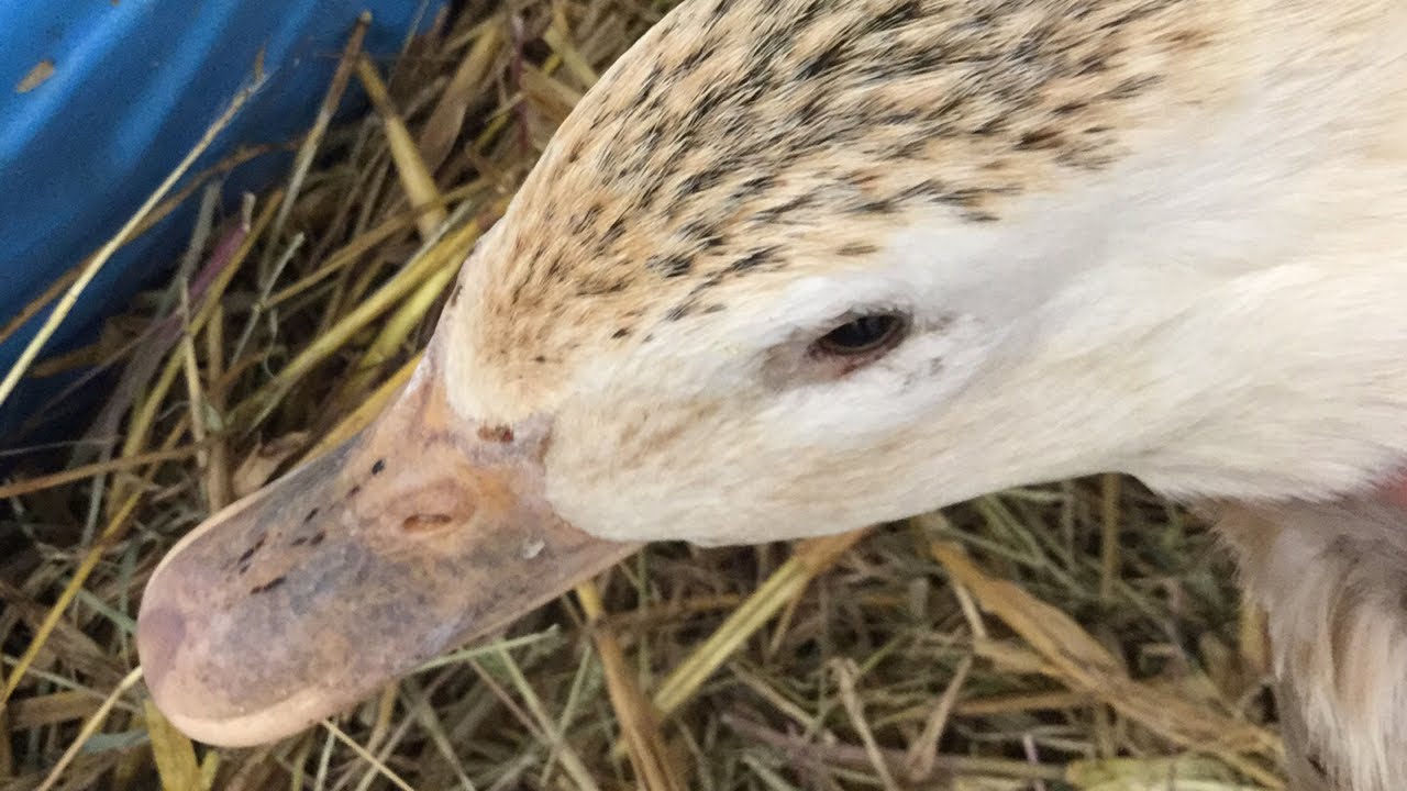 Hospital Ducks *New Patient* Mar 9, 2018 - YouTube