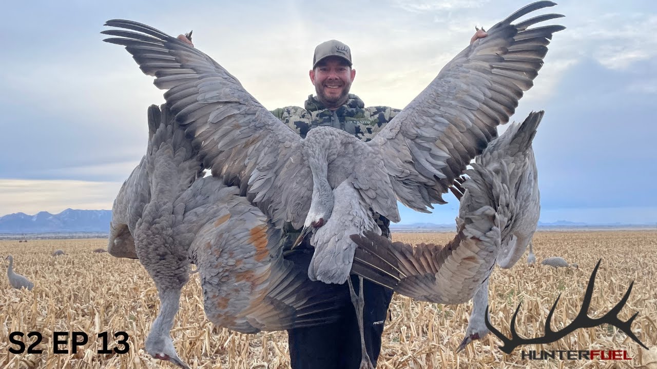 ARIZONA SANDHILL CRANE HUNT 2022!!! - YouTube