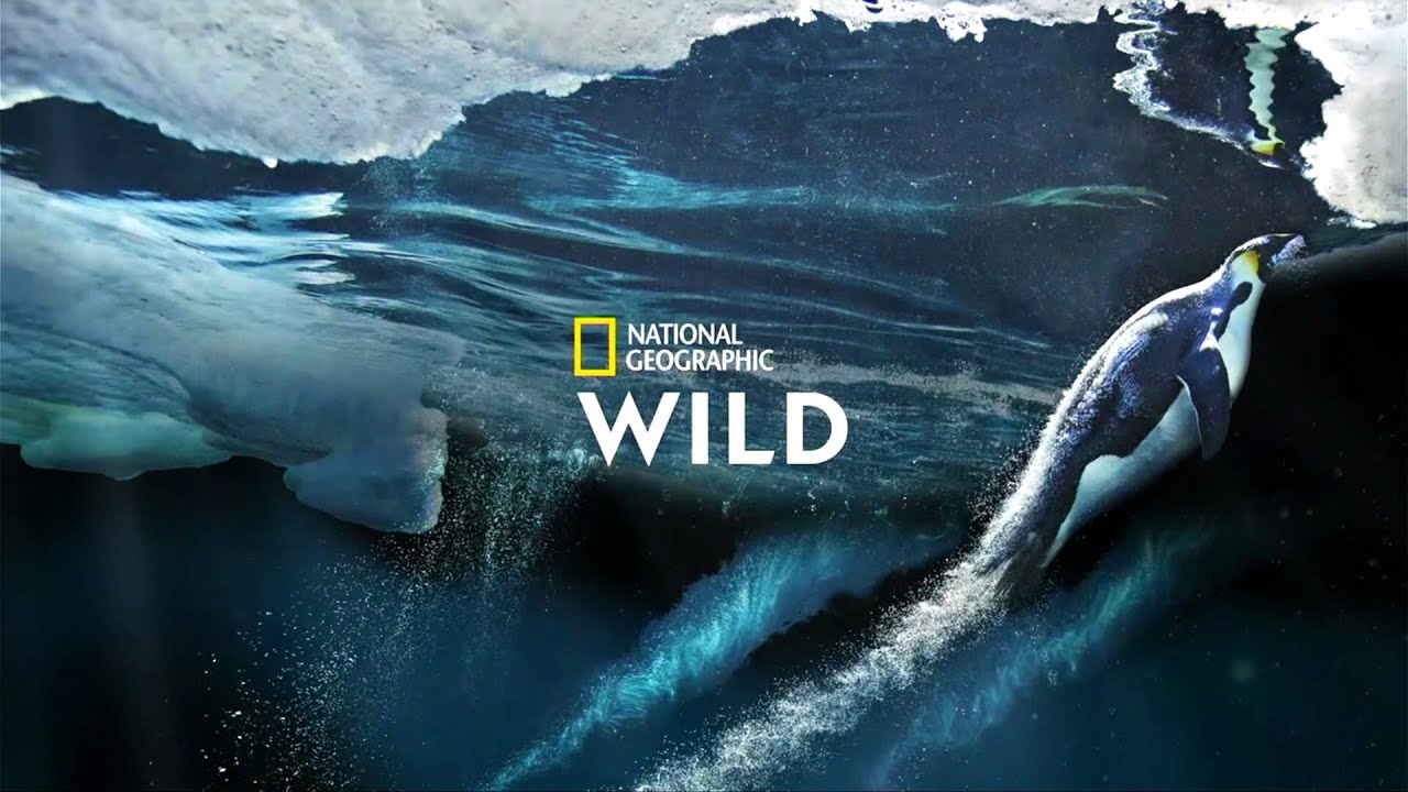 National Geographic Wild Asia - Sign On + Ident (2022) [50fps] - YouTube