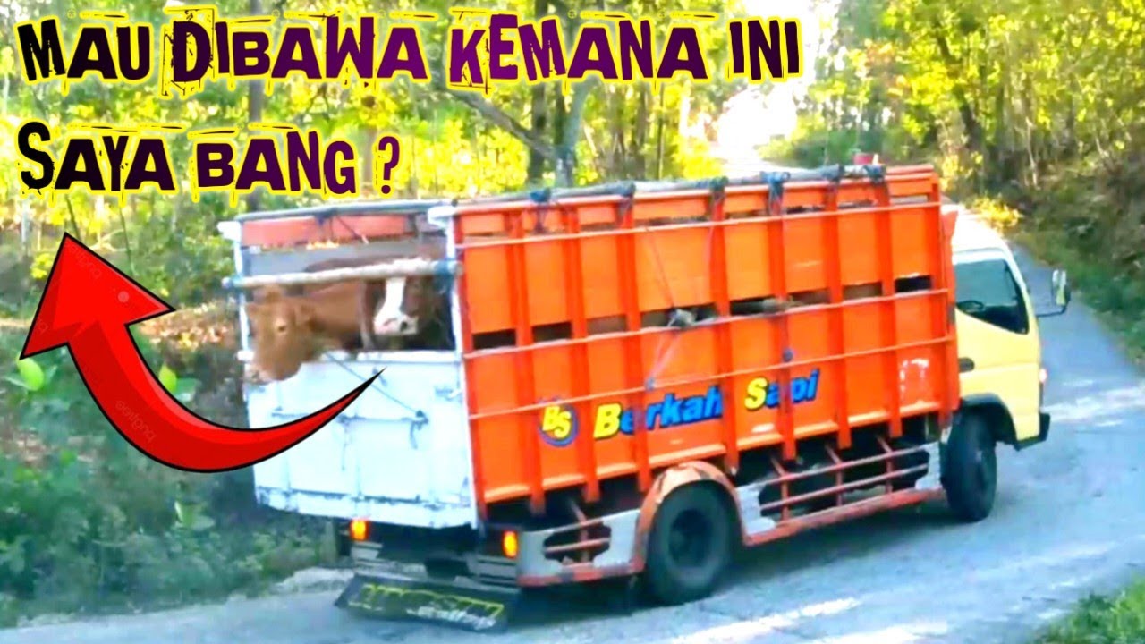 Sapi nya nangis, truk muatan sapi melewati jalan naik turun dan terjal ...