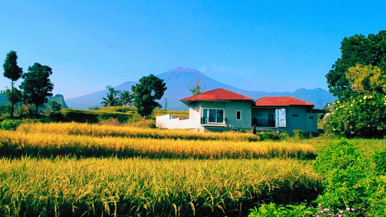 Indonesian Village Life / Daily Routine Village Life in Pemalang South ...