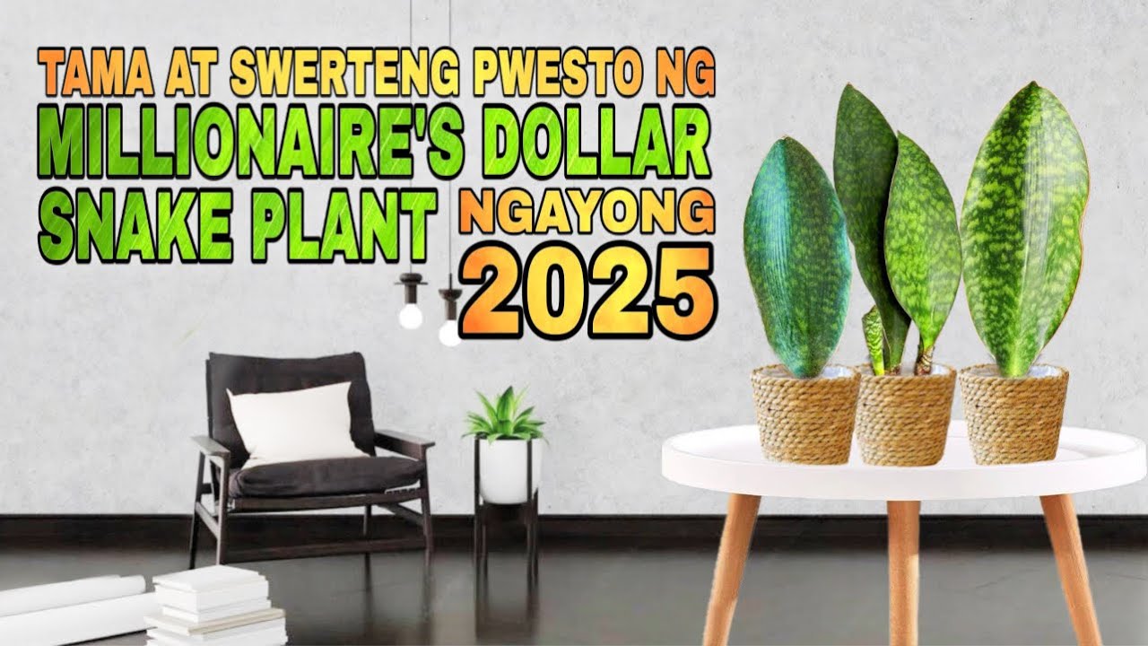 TAMA at SWERTENG PWESTO para sa MILLIONAIRE DOLLAR SNAKE PLANT for ...