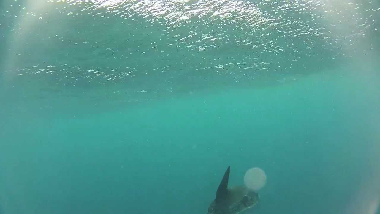 Mola Mola - Sun Fish a.k.a Mula Straits of Gibraltar - YouTube