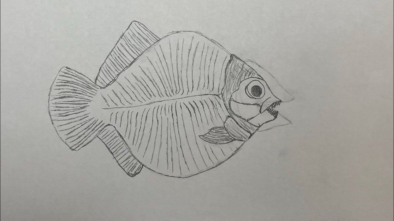 Discoserra the bear gulch fish. - YouTube