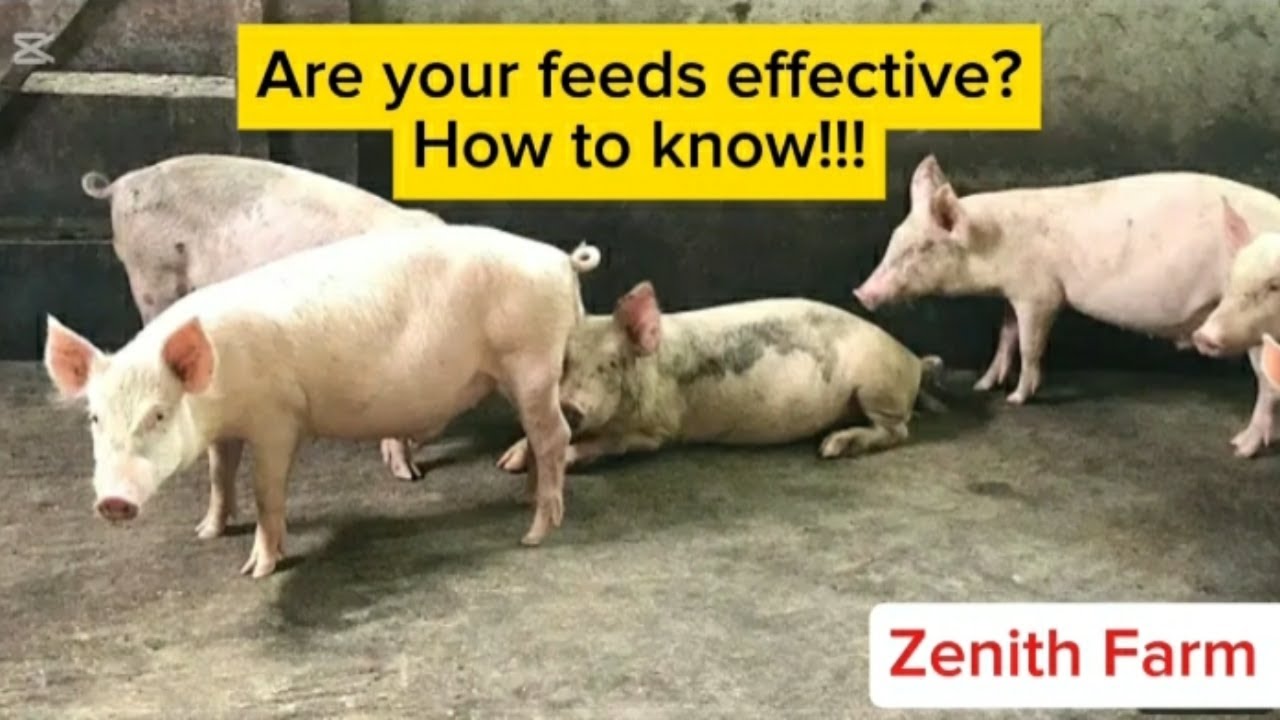 How To Know Your Pig Feeds Are Effective - YouTube