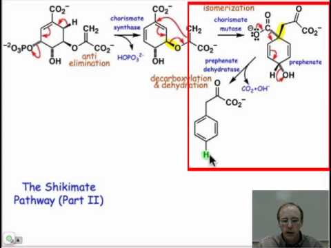 Stepping through the Shikimate Pathway II - YouTube