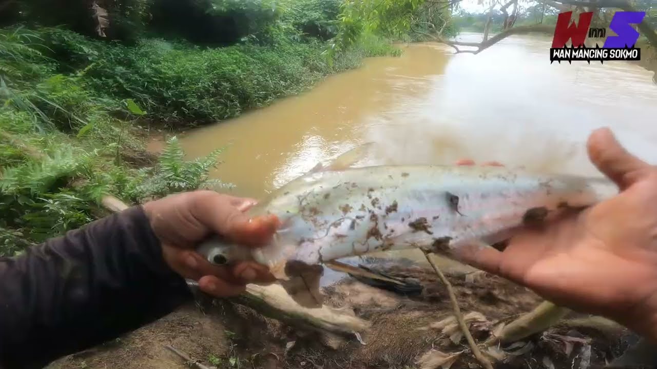 mancing ikan lawang/juara umpan sawit #180 - YouTube