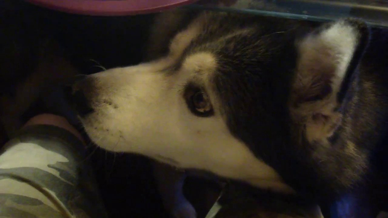 Siberian Husky Begging and Drooling - YouTube