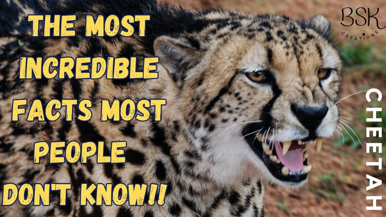Cheetah Facts