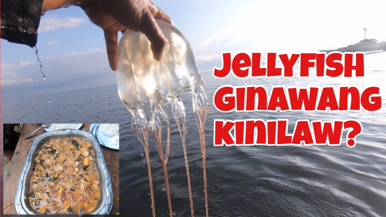 Masarap pala sa kinilaw ang jellyfish mga ka Mungko | buhay mangingisda ...