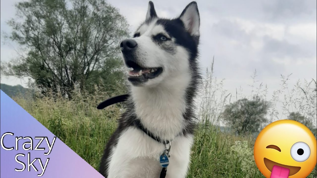Crazy Dog 🐶! -HuskySky - YouTube