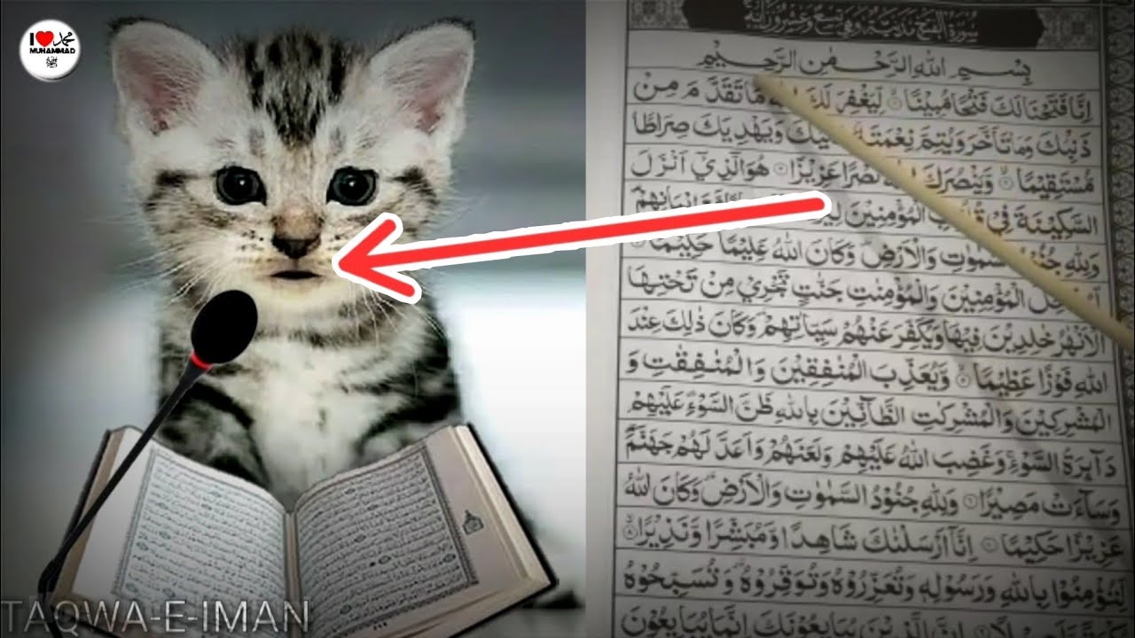 Kucing Mengaji Merdu Irama Muhammad Toha Al Junayd - Belajar Megaji ...