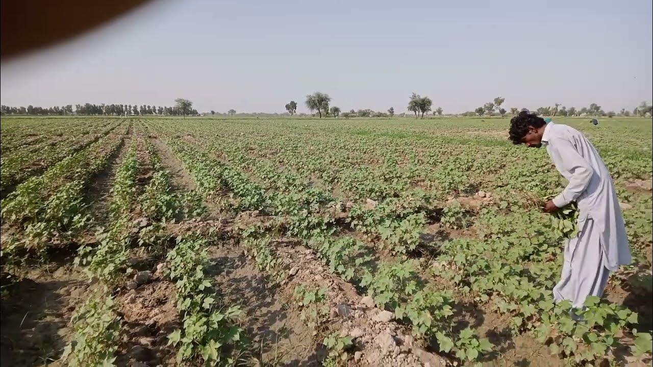 kapas ke fasal ki video l khet ki video l gaon ke logon ki khet l khet mein kaam karte hue kisan ...