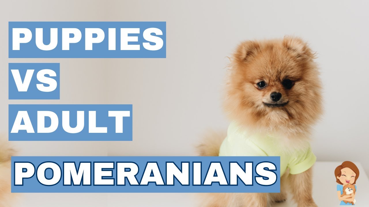 Pomeranian Puppy vs. Adult Dog: Pros and Cons! - YouTube