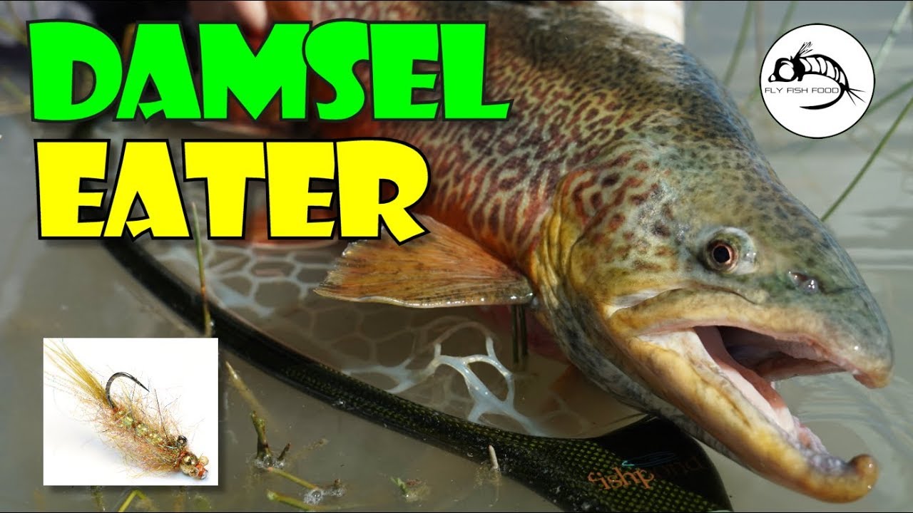 Fly Tying Tutorial: HUGE Tiger on the Balanced Damsel Fly - YouTube