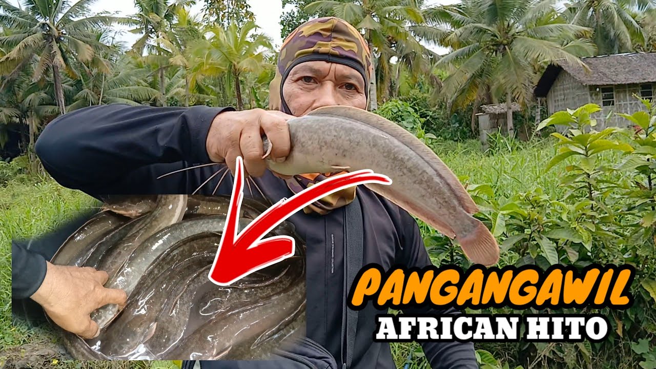 AFRICAN HITO | CATCH AND COOK - YouTube